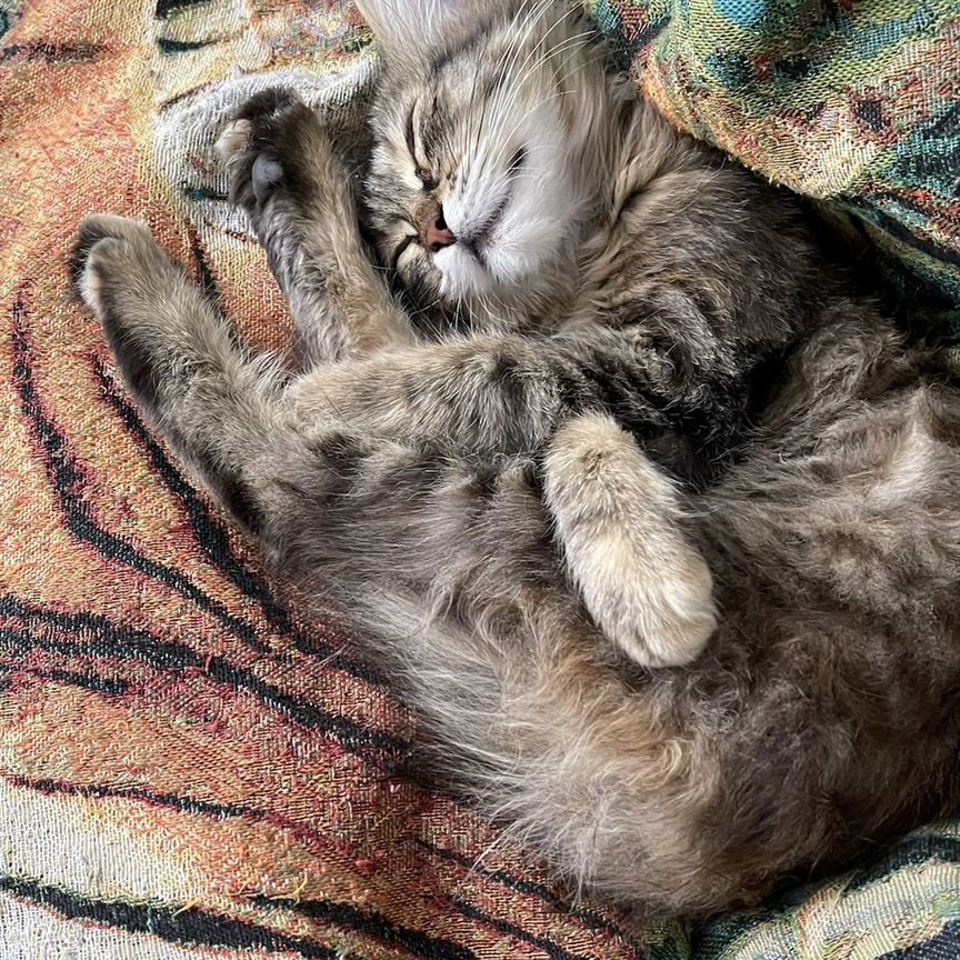 Котеночек 2 месяца, лапка болит