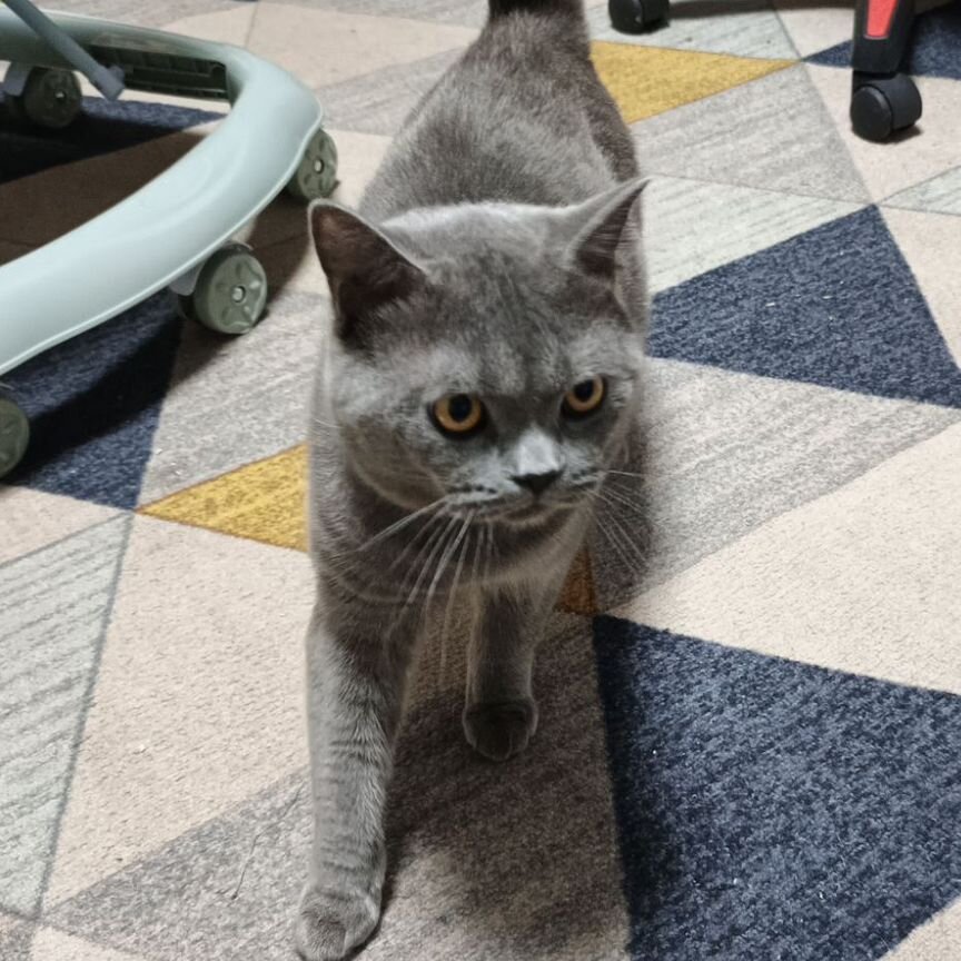 Британский короткошёрстный кот, взрослый