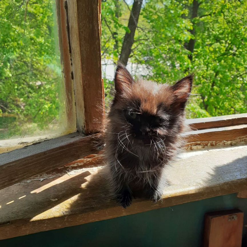 Отдадим котенка в хорошие руки