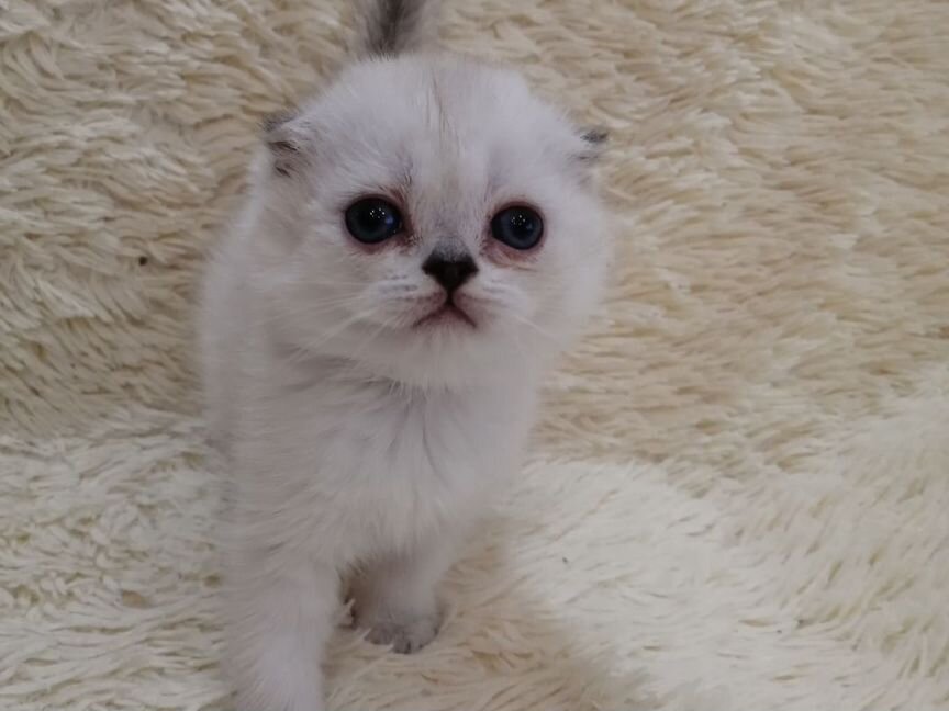 Шотландские котята