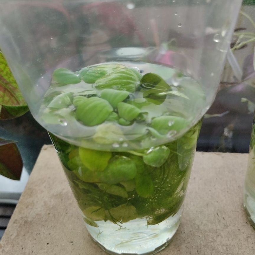 Растения для аквариума