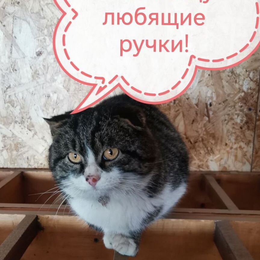 Кот ищет добрые ручки