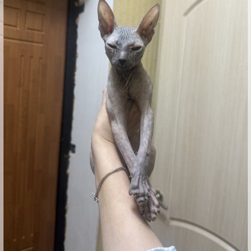Канадский сфинкс котенок