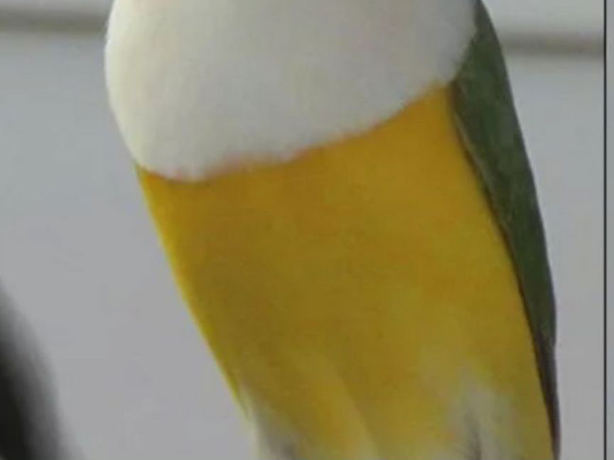 Амадины гульда