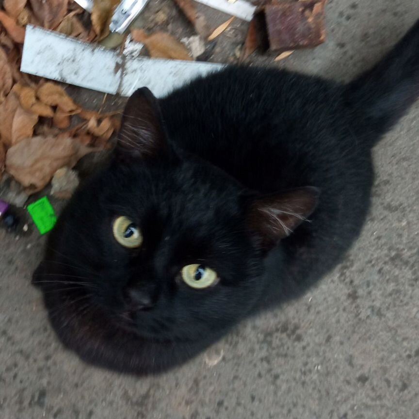 Взрослая кошка в добрые руки