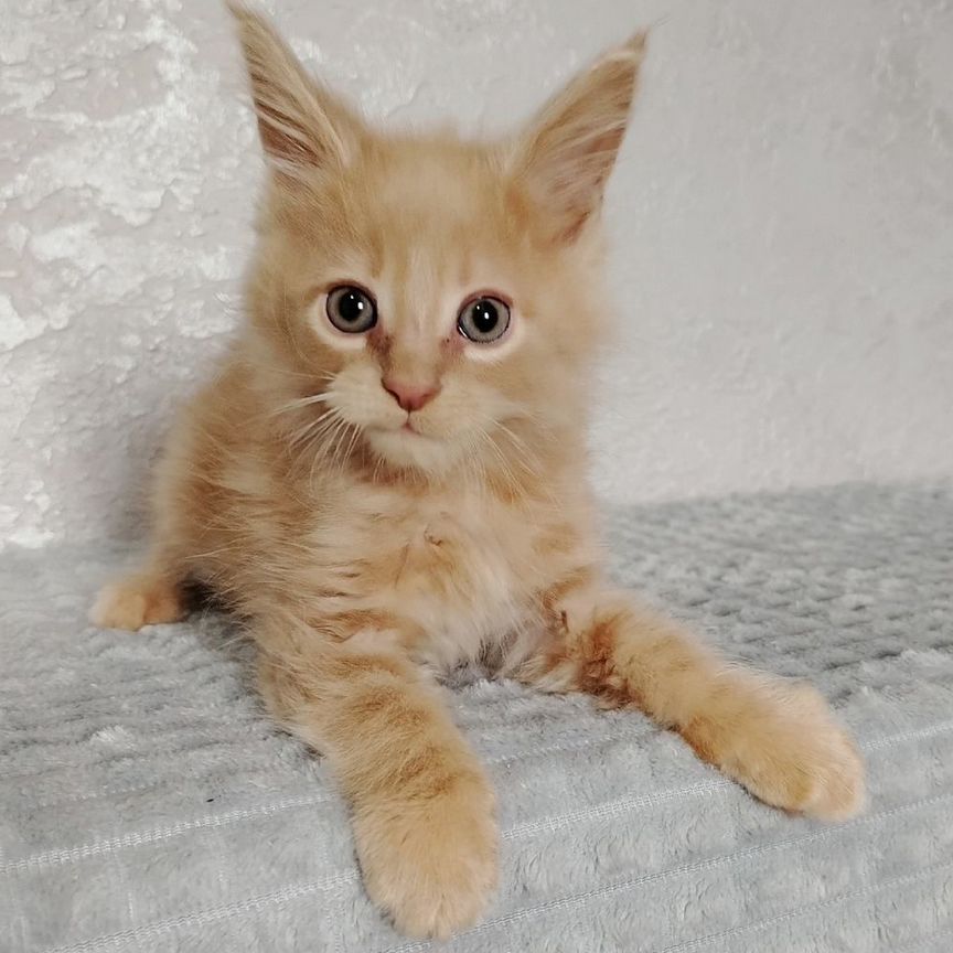 Мейн-кун котёнок