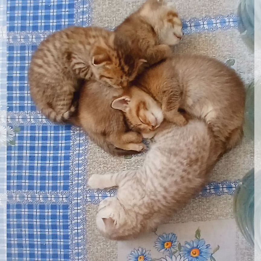 Котята породистые,бронируйте