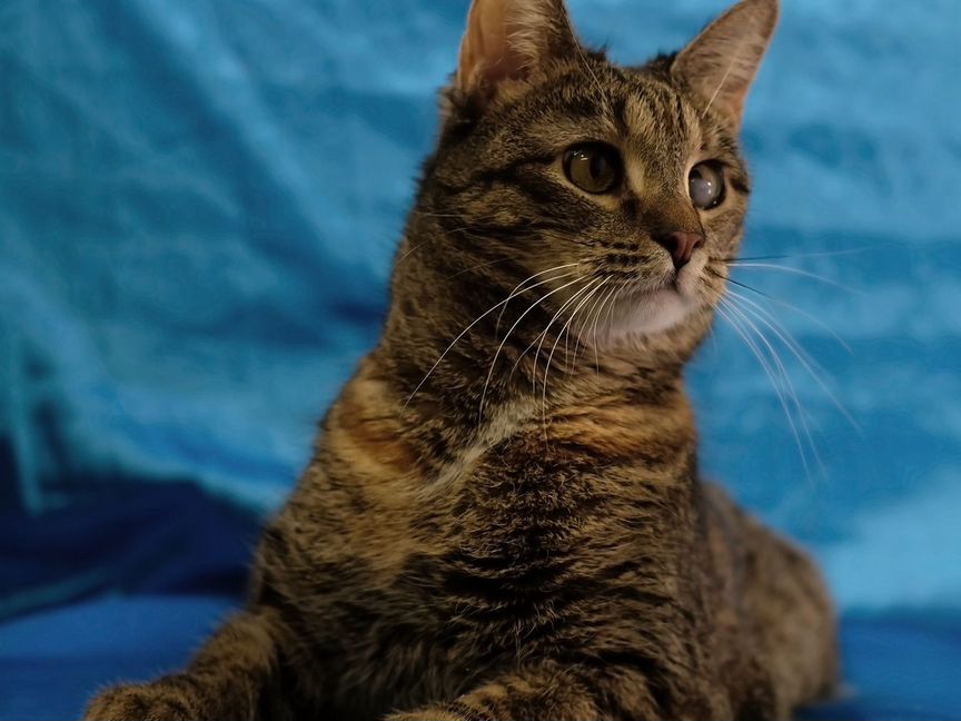 Молодая кошечка Маришка ищет дом