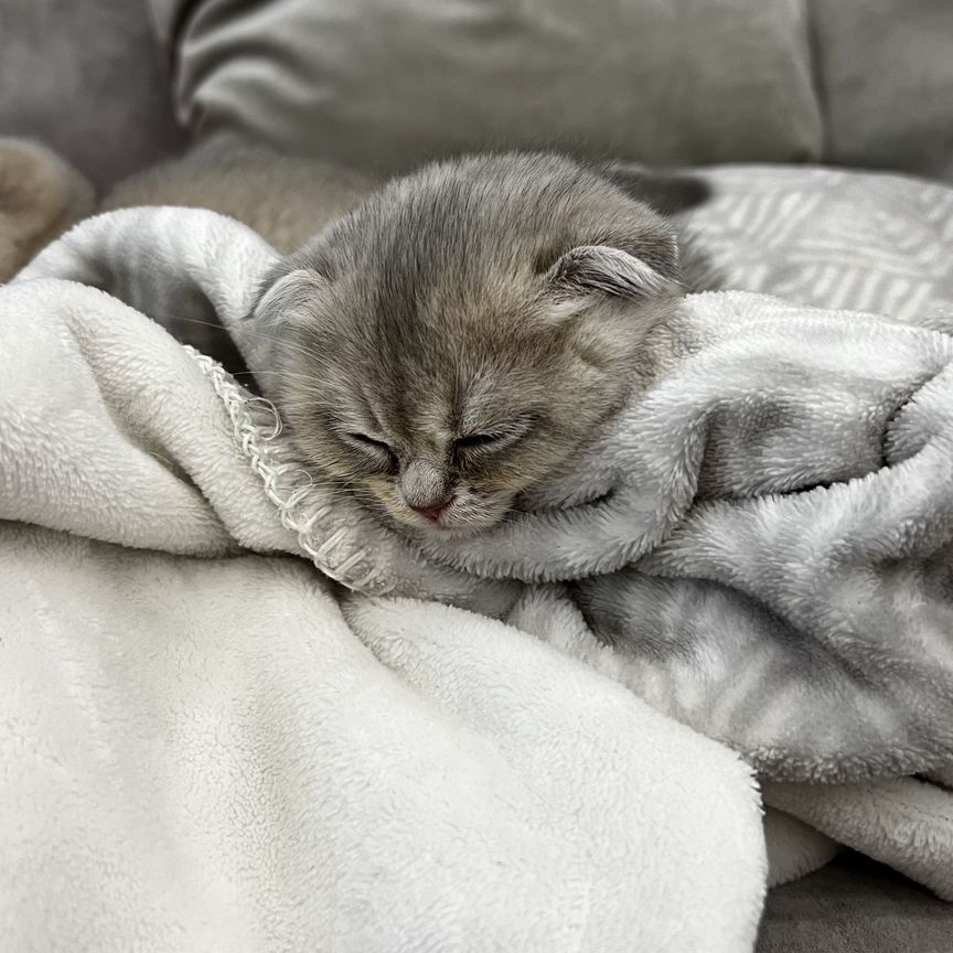 Шотландский вислоухий короткошёрстный котёнок