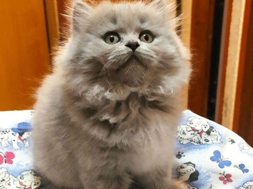 Пушистый комочек счастья