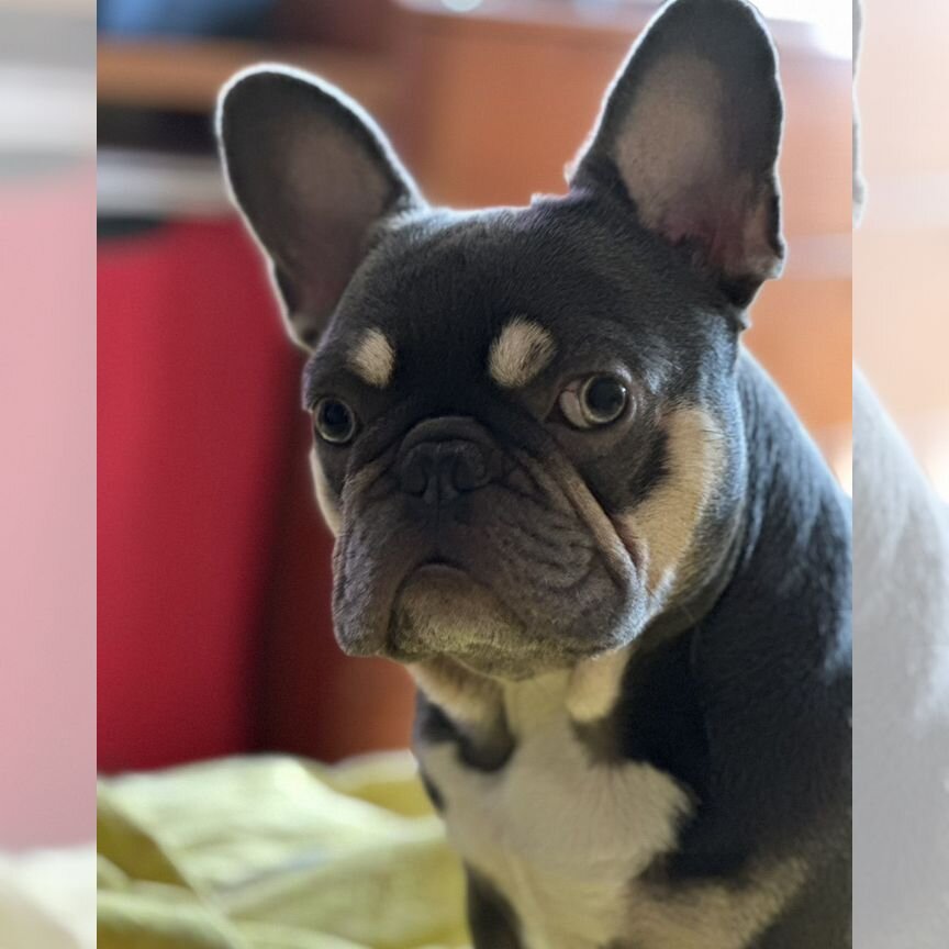 Французский бульдог вязка