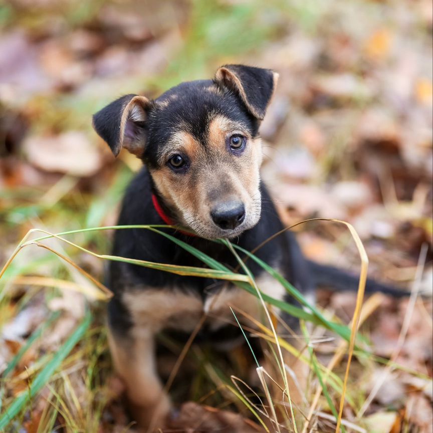 Щенок в добрые руки