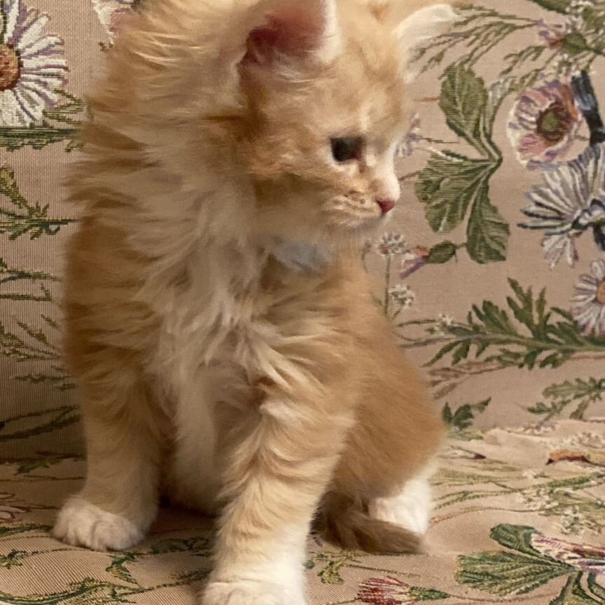 Котята Мэйн кун