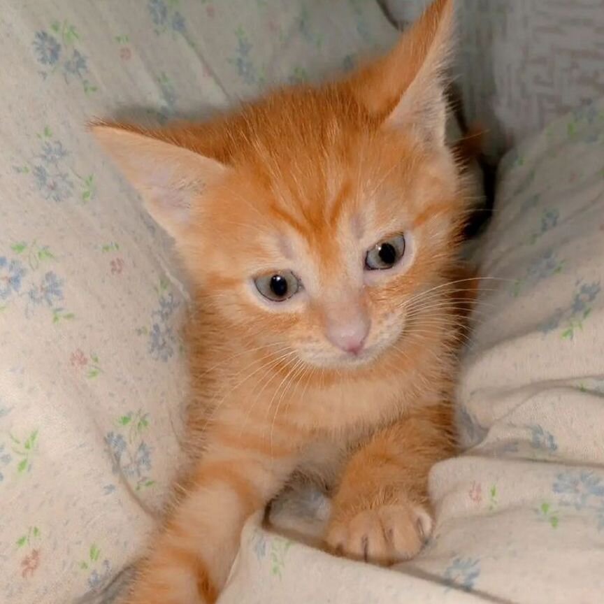 Котёнок в добрые руки