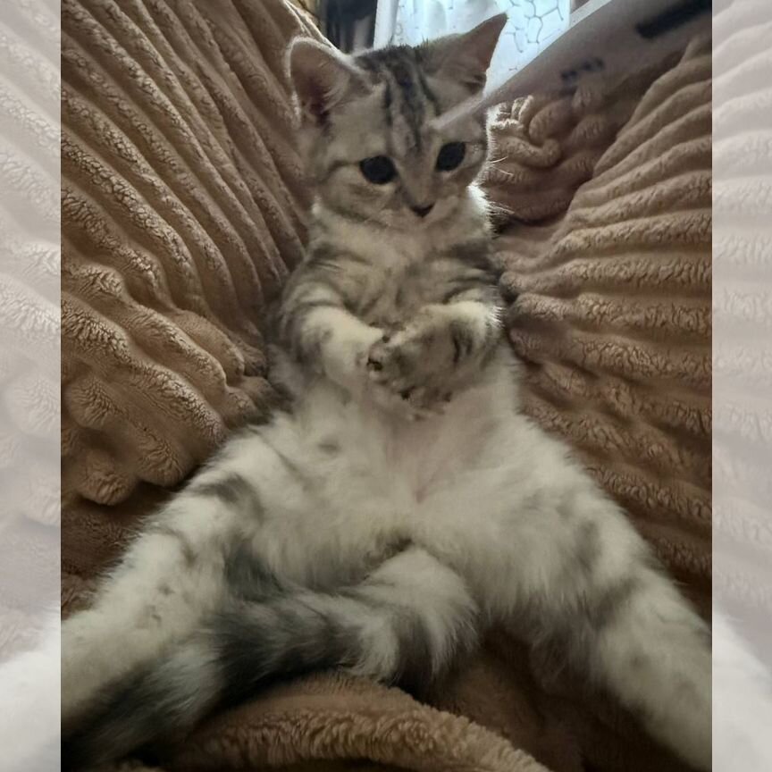 Шотландские котята