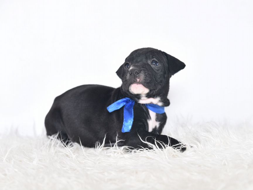 Щенки питбуля