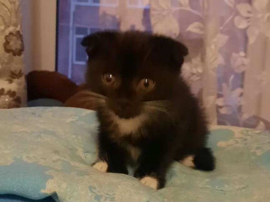 Вислоухие котята