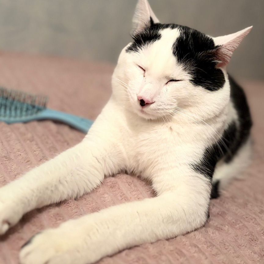 Тайский котёнок