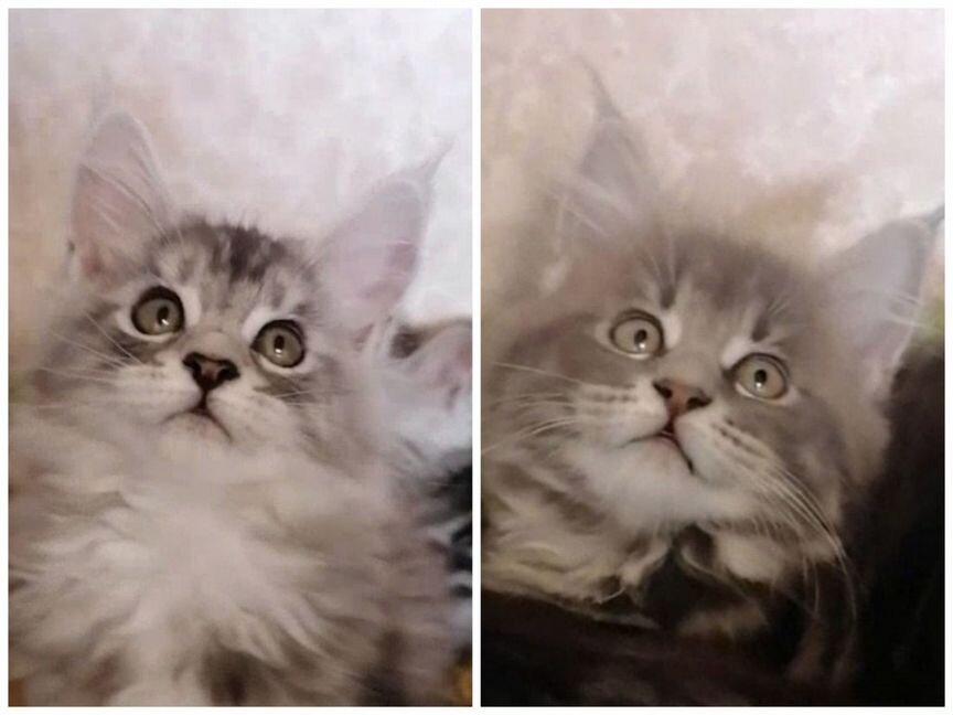 Котята мейн-кун