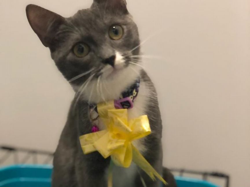 Кайли котенок с музыкальным талантом