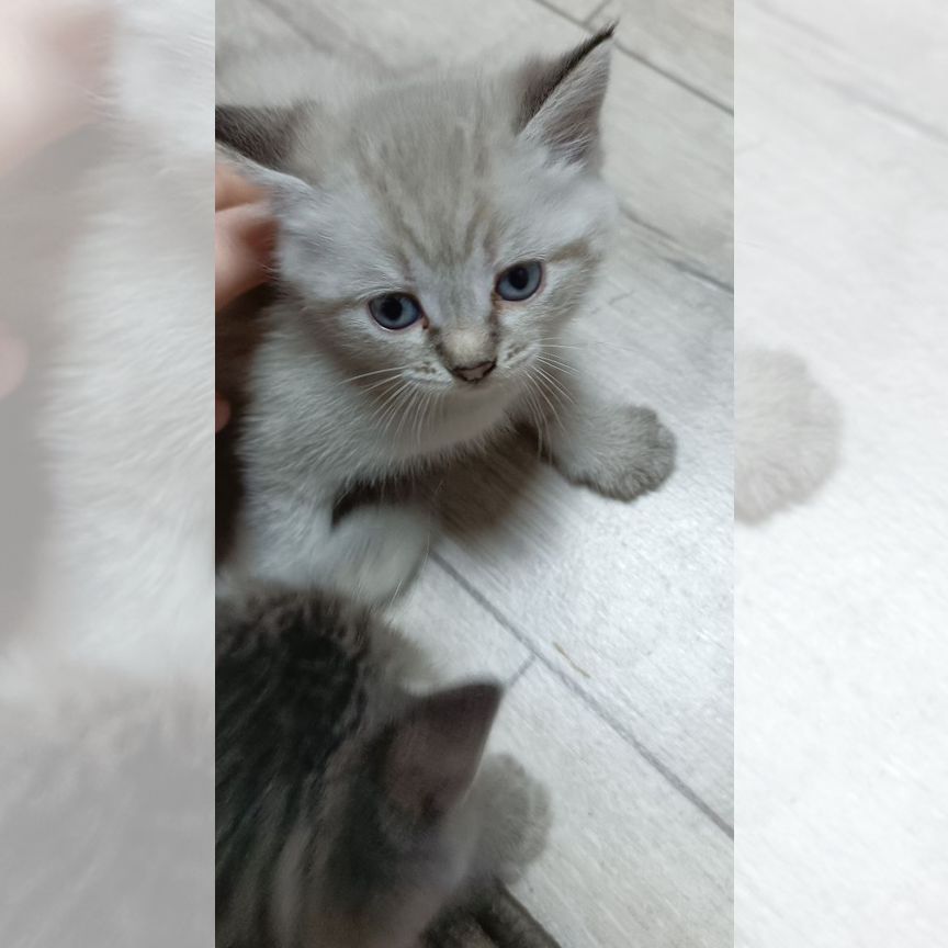 Котёнок в добрые руки