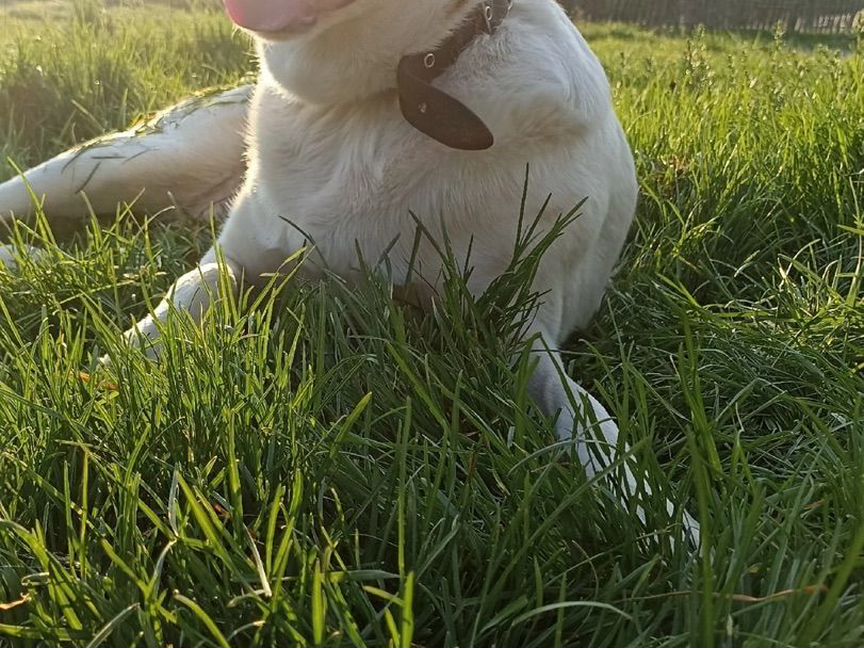 Собака в добрые руки отдам бесплатно