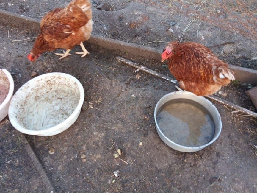 Куры несушки ломан браун