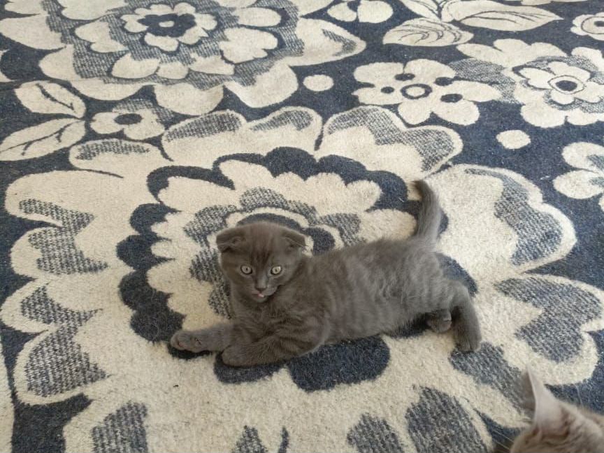 Котенок вислоухий