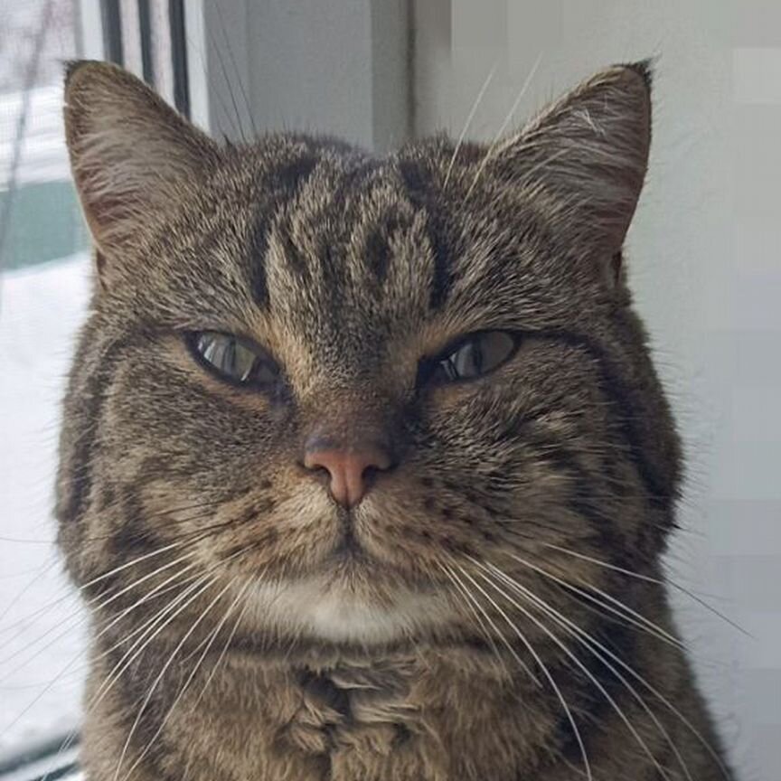 Взрослый кот в добрые руки