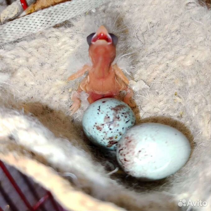 Кенара и канарейки