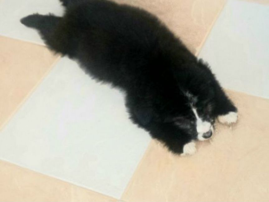 Щенок в добрые руки