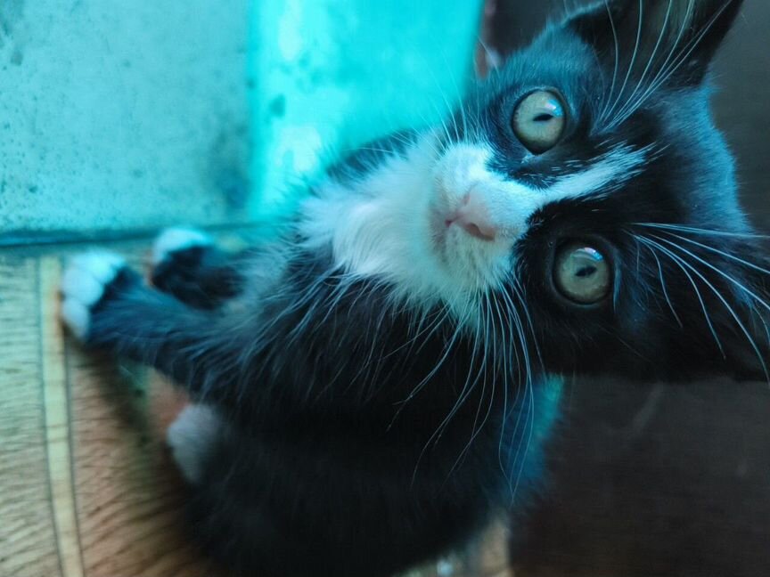 Котята мейн-кун в добрые руки