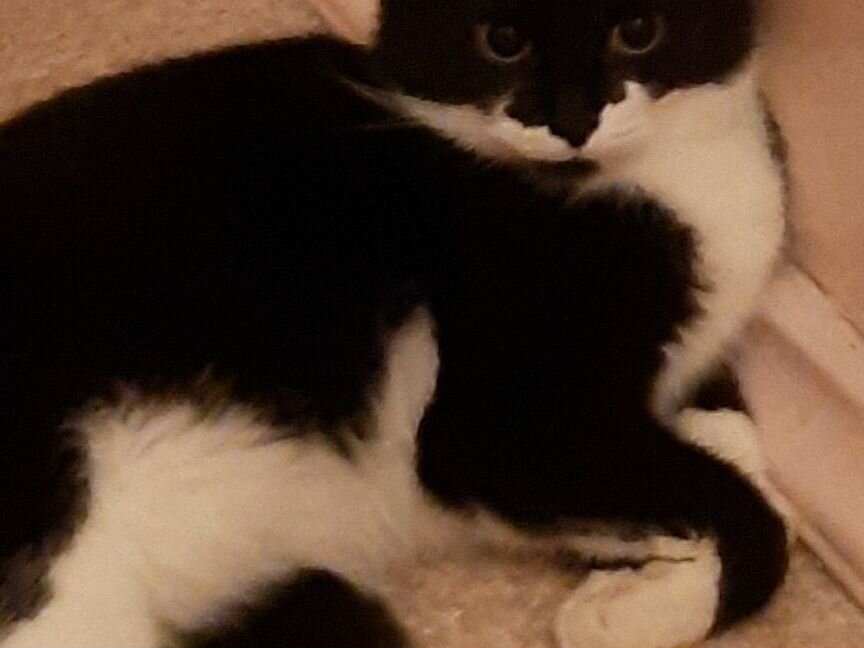 Кошка