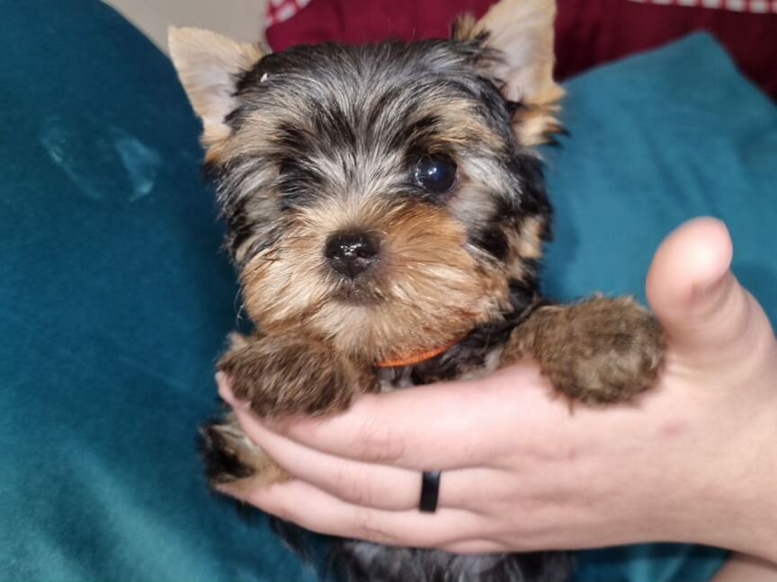 Йоркширский терьер