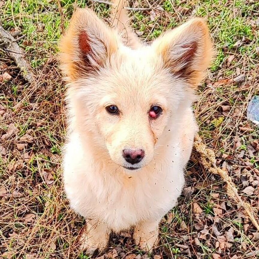 Щенка коротколапика подкинули