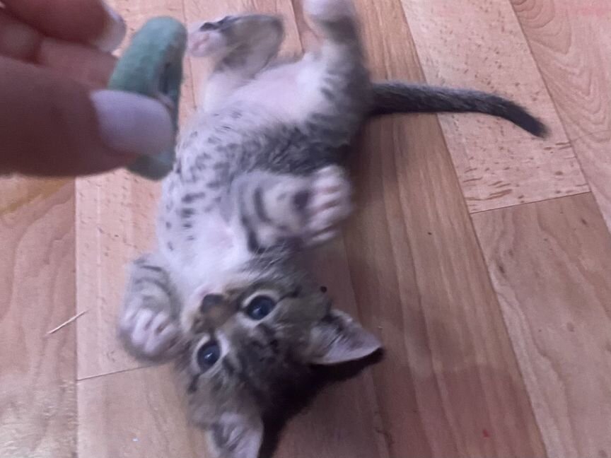 Котенок мальчик бесплатно