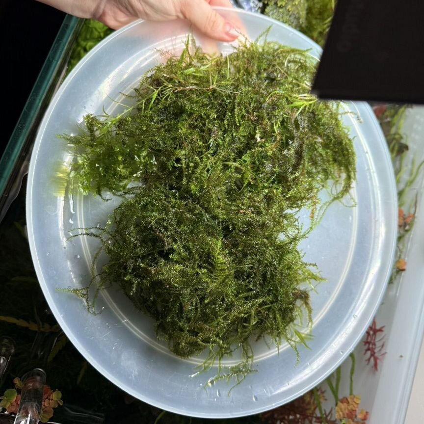 Мох для аквариума, все что на фото