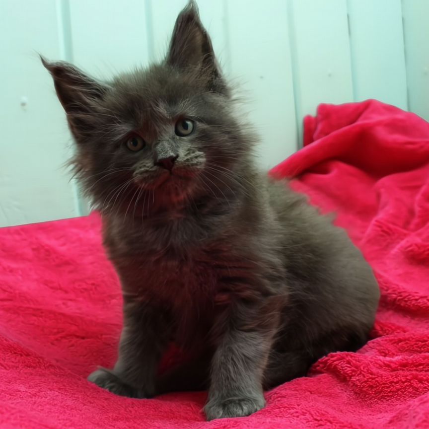 Мейн-кун котёнок