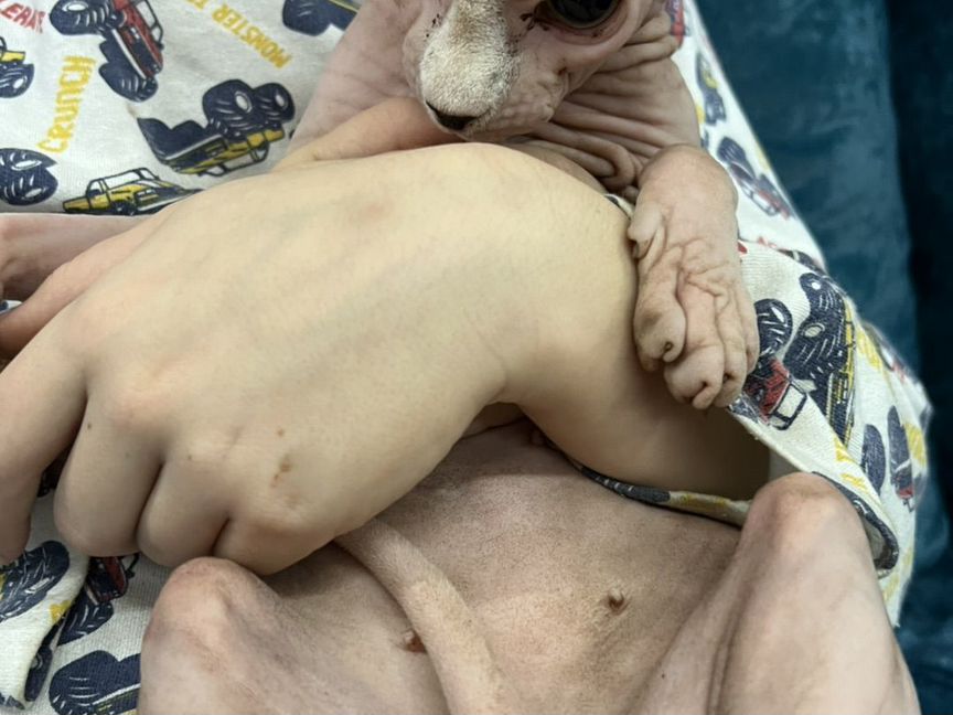 Канадский сфинкс