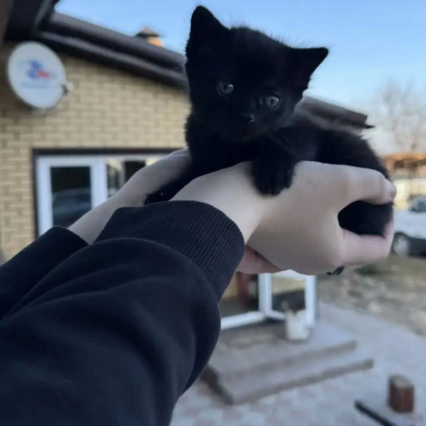 Сибирский котёнок