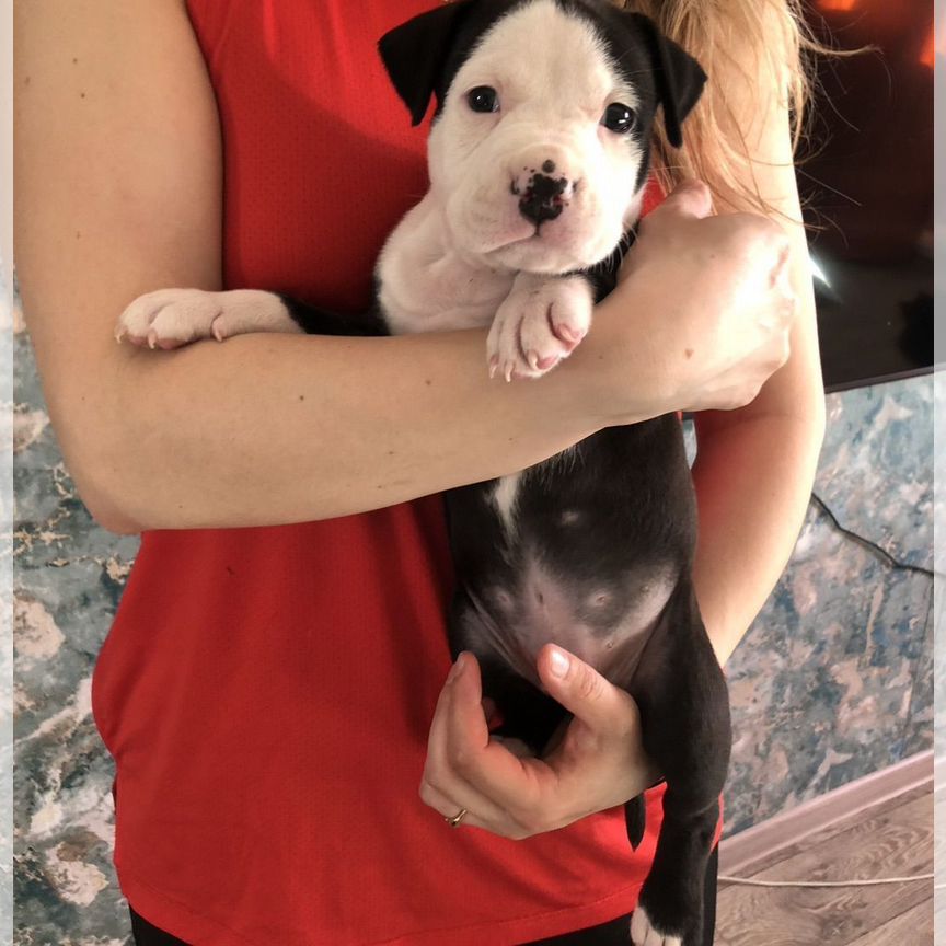 Американский стаффордширский терьер, щенок