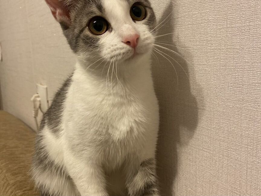 Котенок девочка серо белая серая в добрые руки