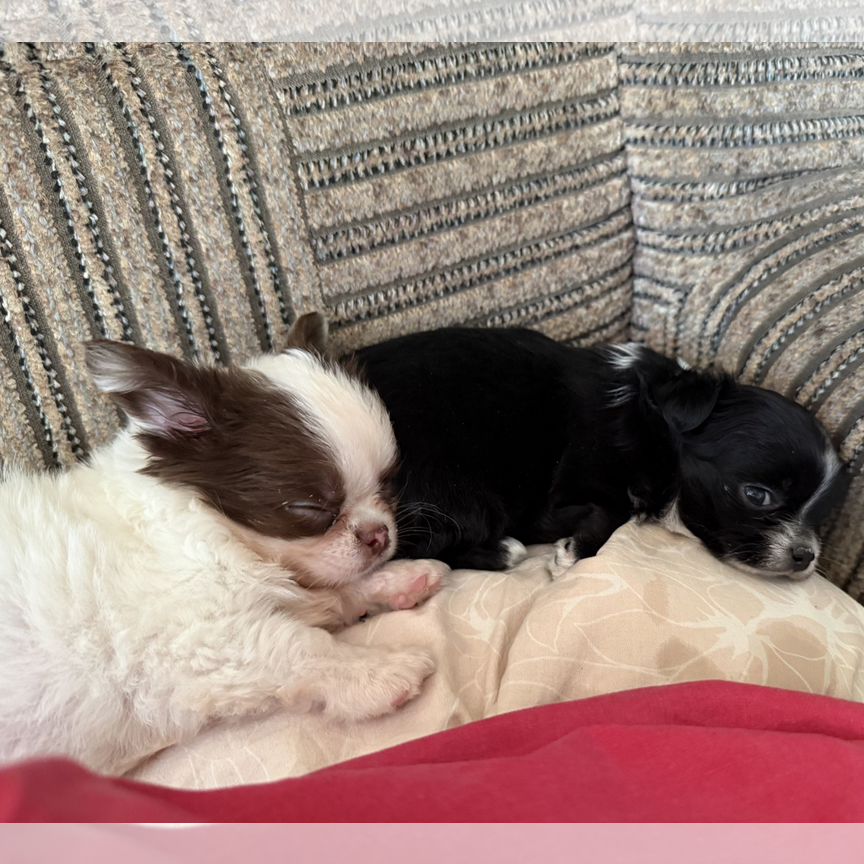 Чихуахуа, щенок