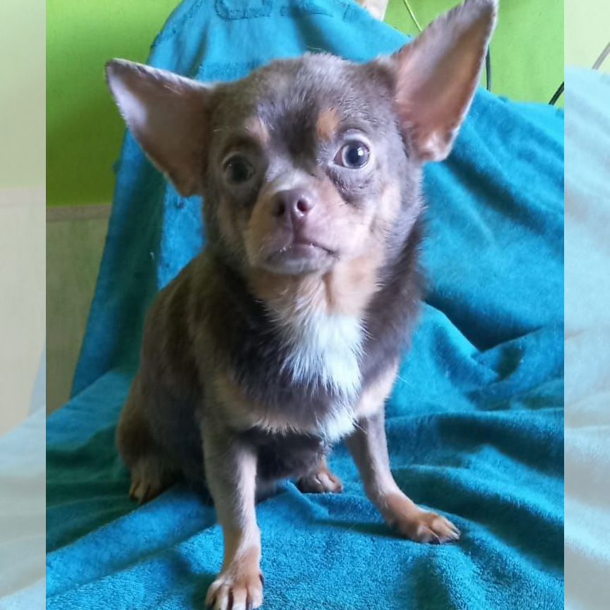 Лиловый Мальчик Чихуахуа