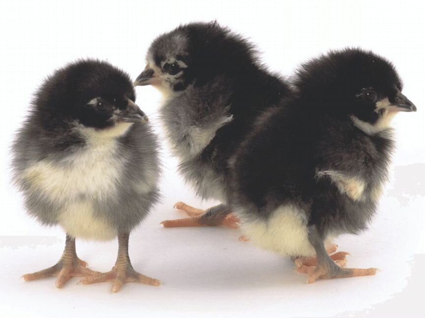 Цыплята бройлеры гриз бар