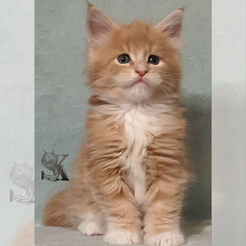 Мейн-кун котёнок