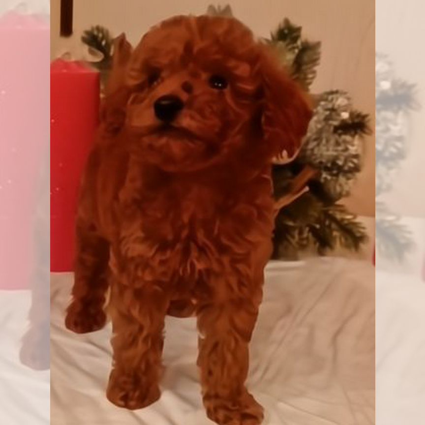 Той-пудель, щенок