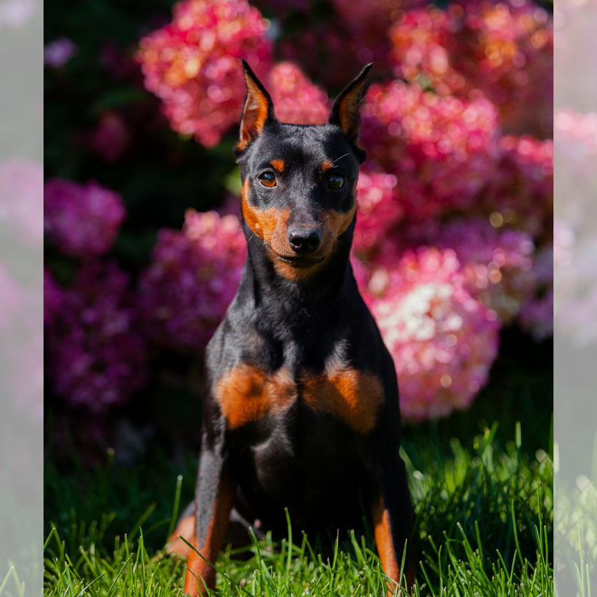 Цвергпинчер, щенок