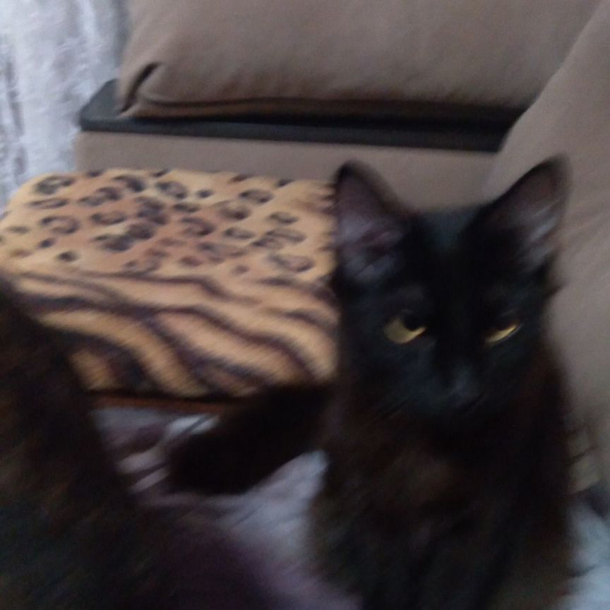 Отдам кота в добрые руки