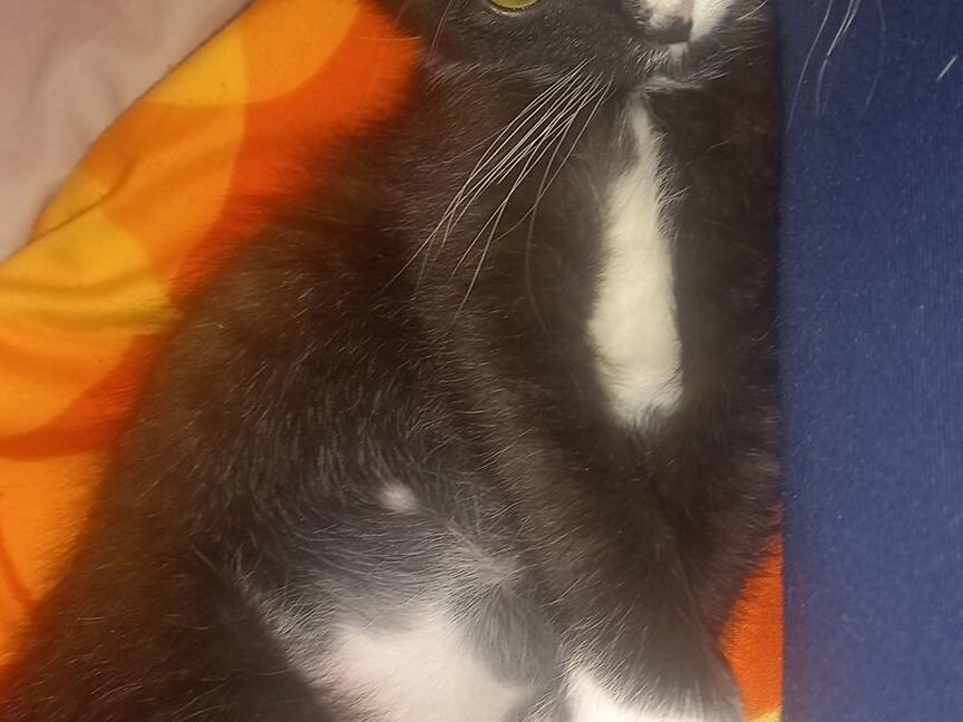 Котёночек, мальчик малыш В добрые ручки